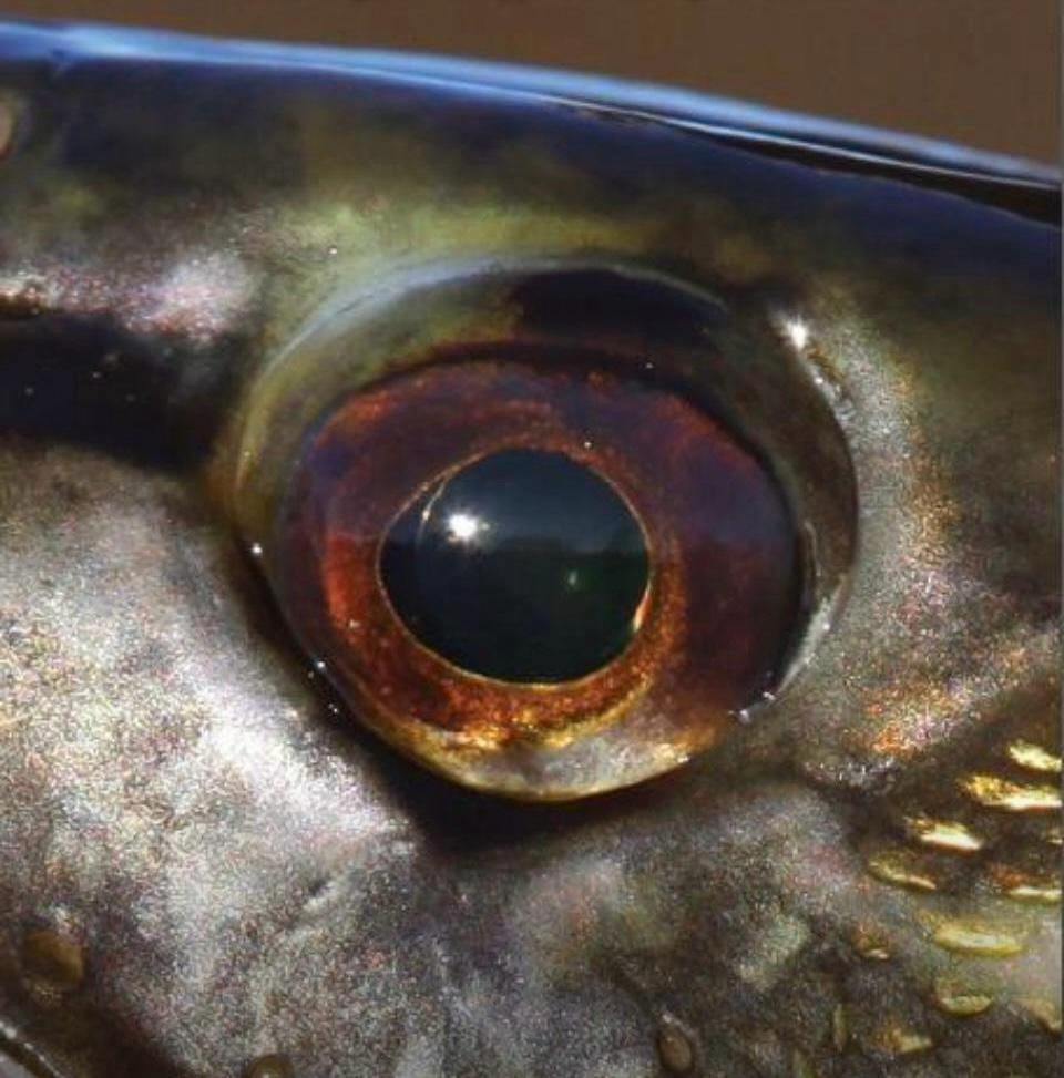 Specials – Lucebaits Retail Store