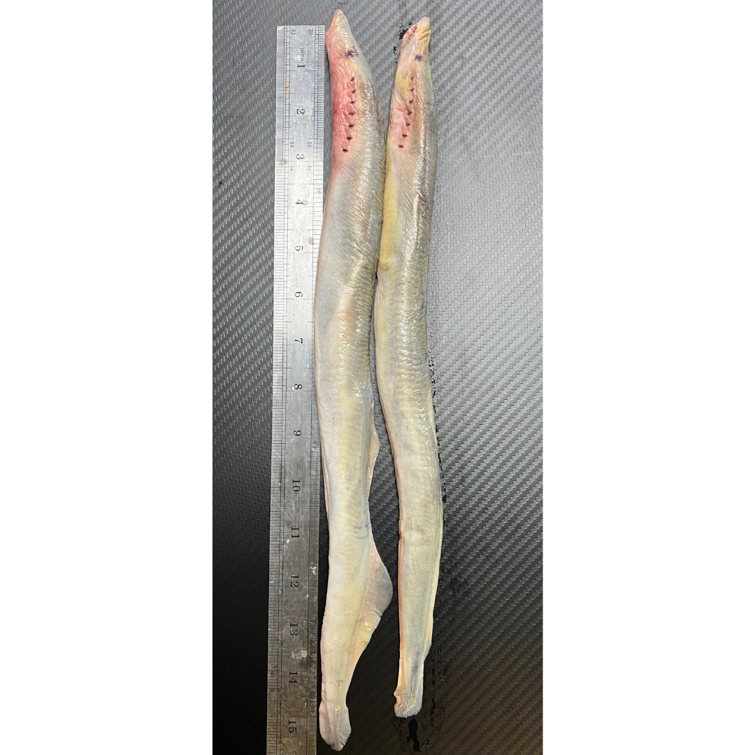 2x Whole Lamprey (LAMP2) – Lucebaits Retail Store