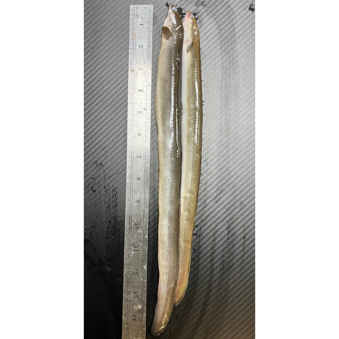 2x Whole Eels (EEL2) – Lucebaits Retail Store