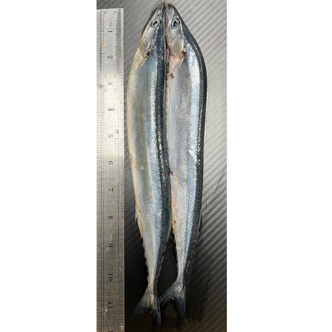 2x Whole Bluey's (BLU2) – Lucebaits Retail Store