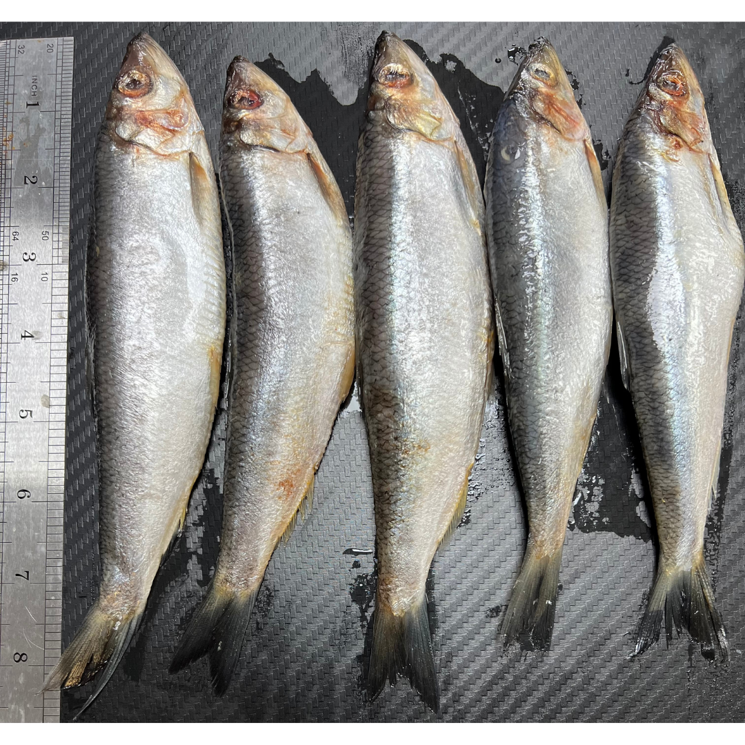 5x Small Herring (HER1) – Lucebaits Retail Store