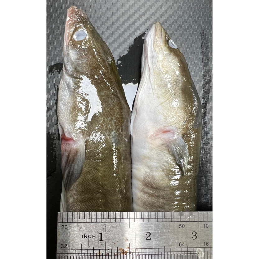 Lucebaits Retail Store
