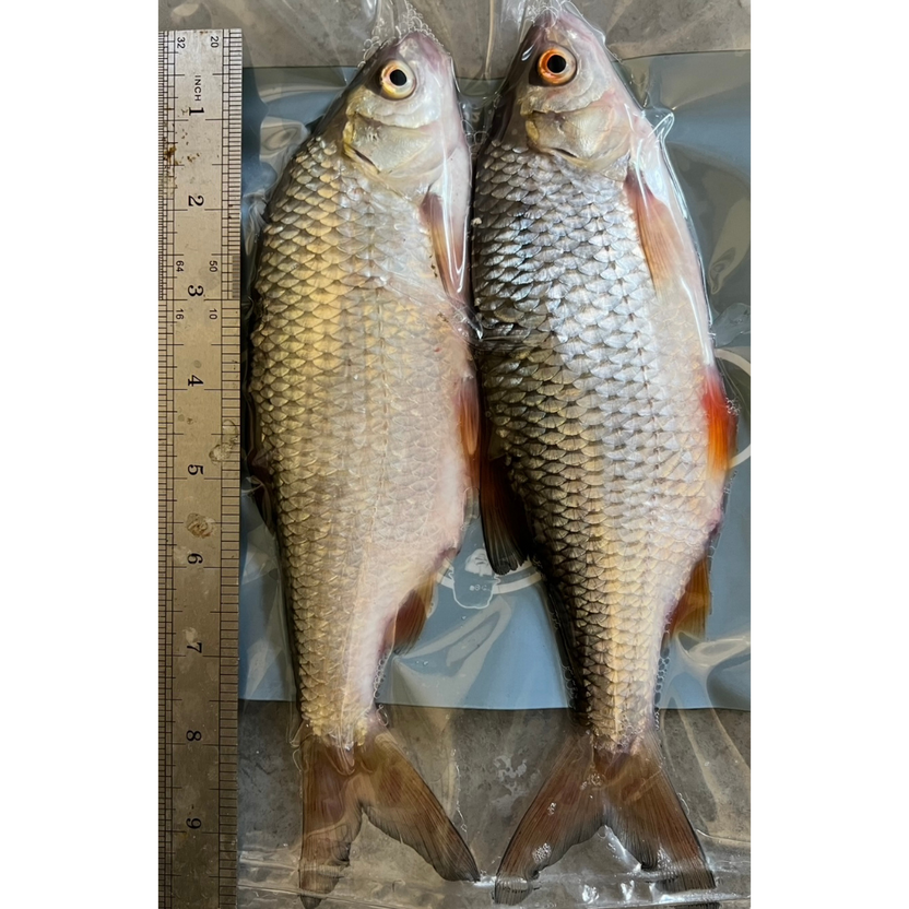 Lucebaits Retail Store