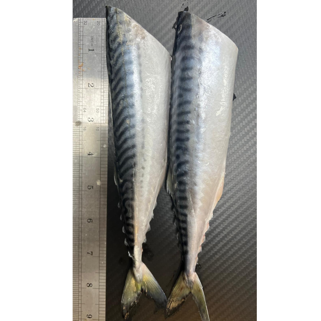 2x Half Mackerel (MAC2H) – Lucebaits Retail Store