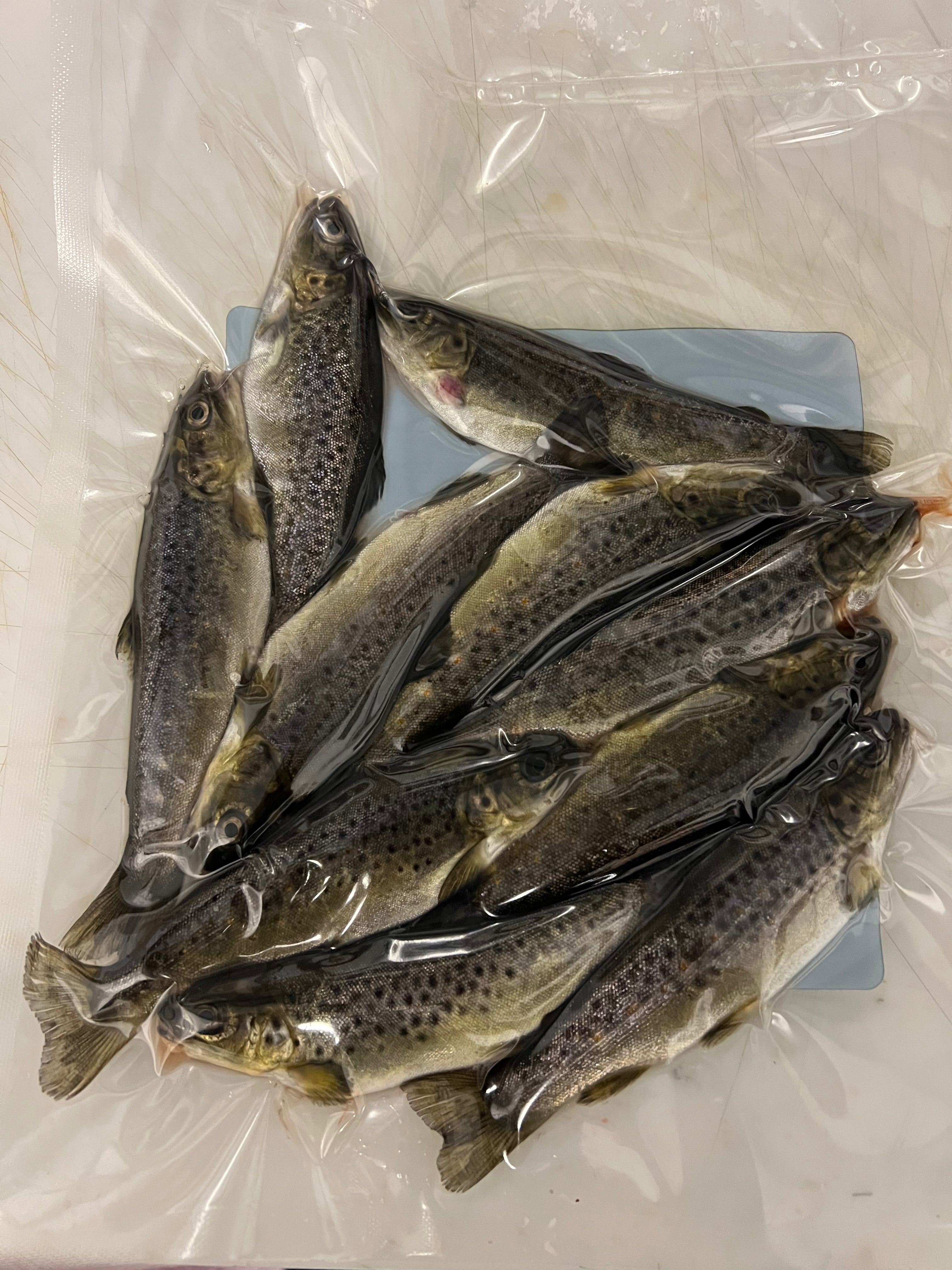 10x Small Brown Trout (BR10) – Lucebaits Retail Store