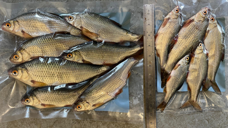 Lucebaits Retail Store